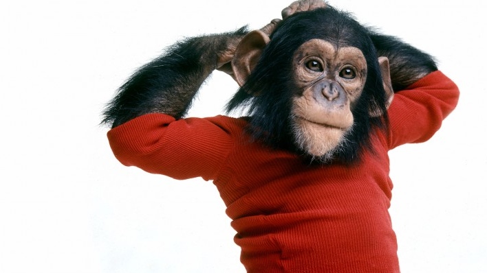 Proyecto Nim, ver ahora en Filmin