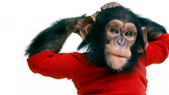 Proyecto Nim, ver ahora en Filmin